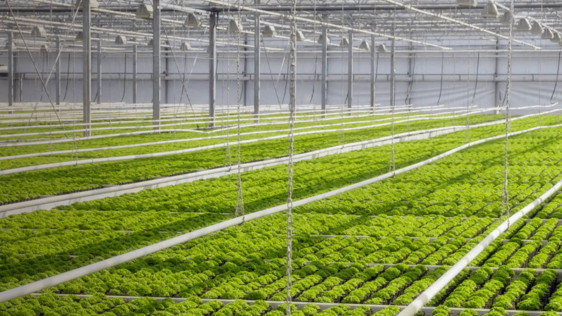 Venture capital and commercial horticulture projects — development risk ...